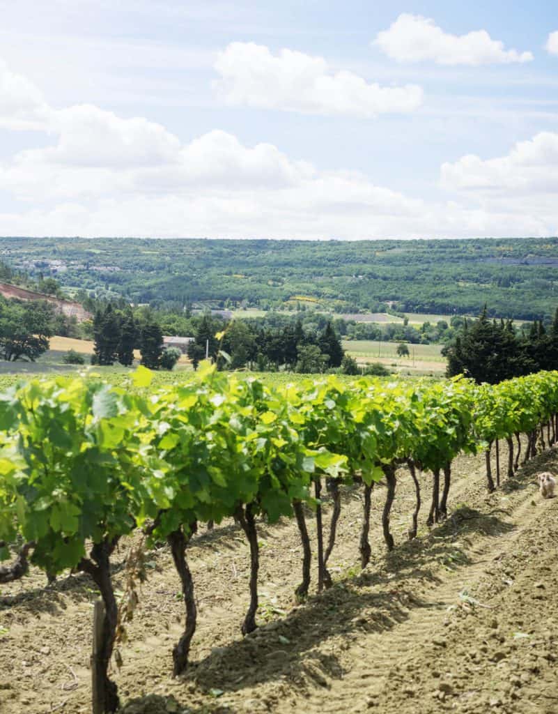 My Guide to the Rhone Valley - Part I - Love and Lemons